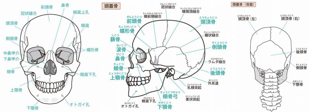頭蓋骨療法は岡崎市の整体院ホームカイロ